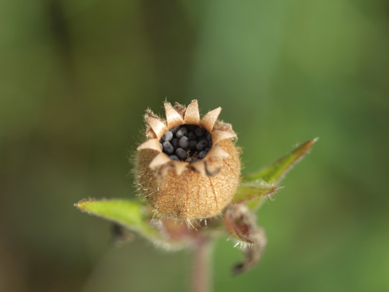 Marjon's fotoblog: tuintje, slakjes en kolibrievlinder